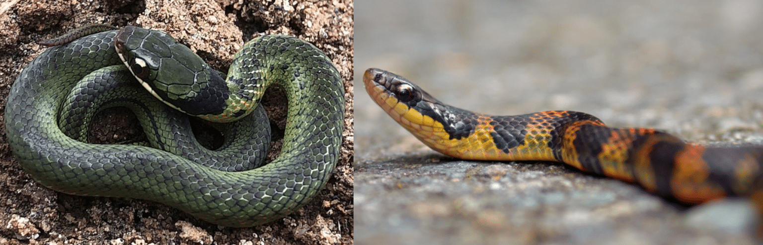 30 COMMON Types of Snakes Found in South America! (2023) - Bird Watching HQ