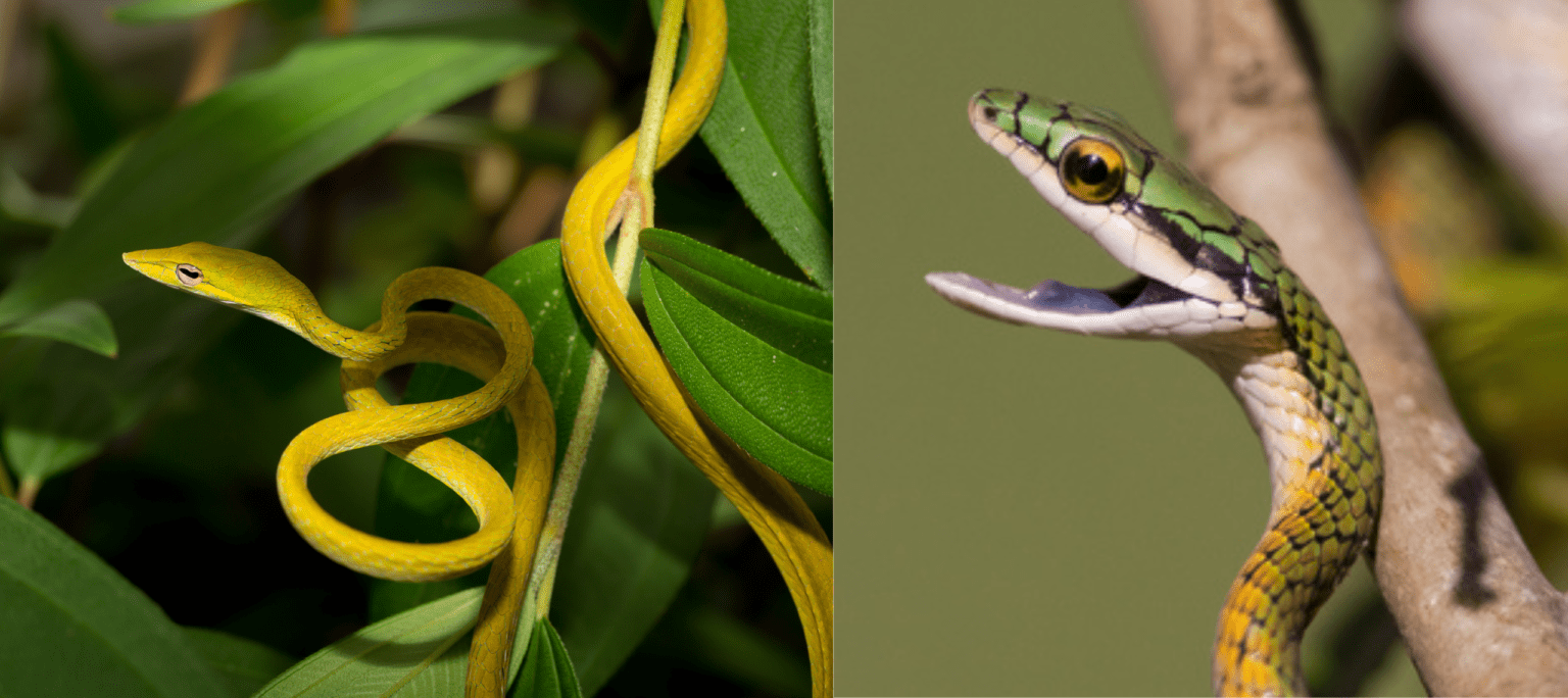21 COMMON Snakes in Costa Rica! (2025) - Bird Watching HQ