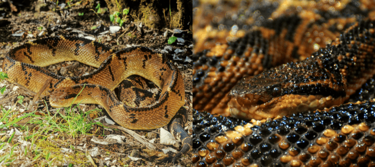 14 COMMON Snakes Found in Peru! (2023) - Bird Watching HQ