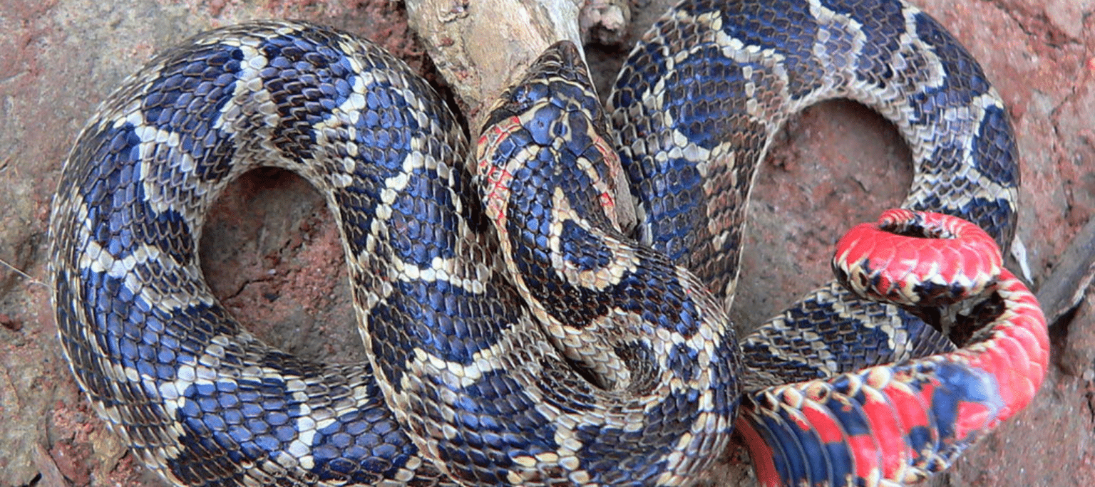 25 COMMON Snakes Found in Brazil! (2023) - Bird Watching HQ