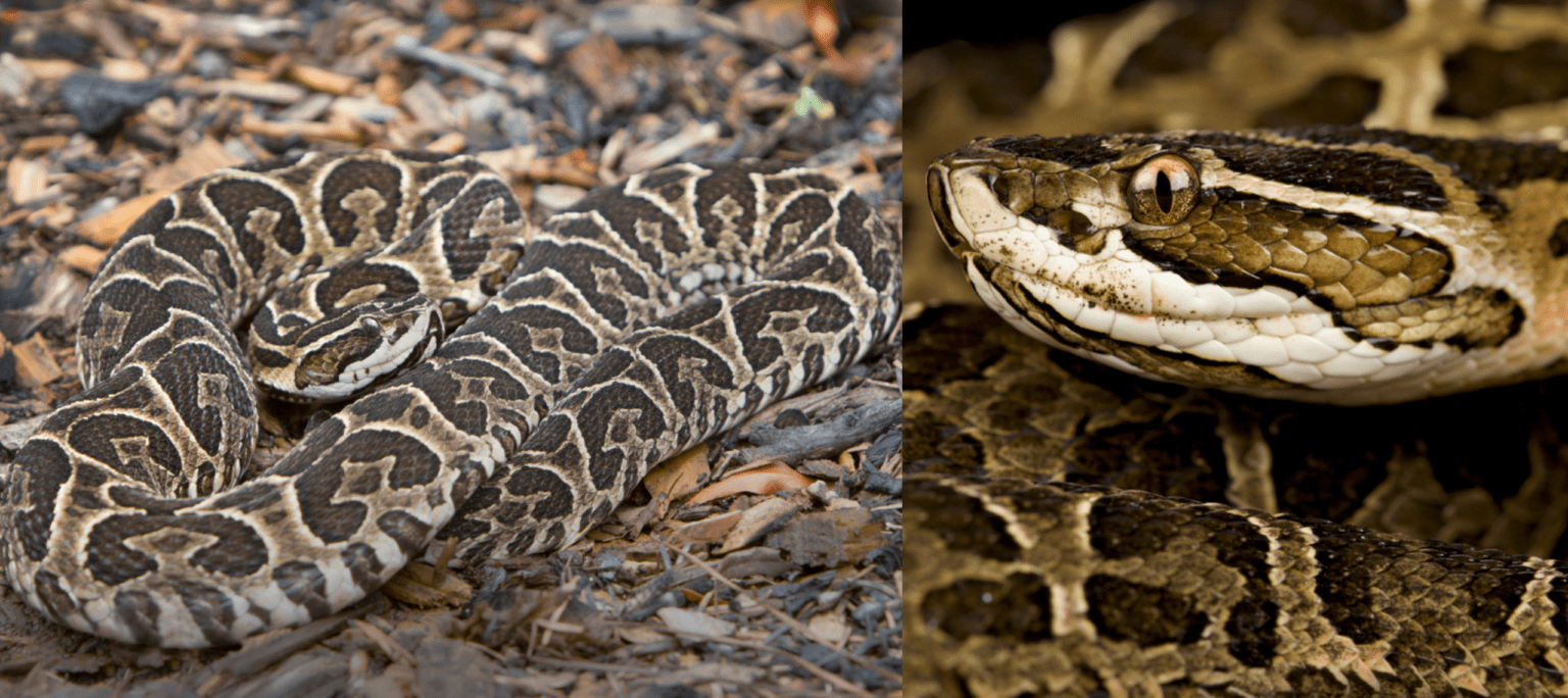 25 COMMON Snakes Found in Brazil! (2023) - Bird Watching HQ