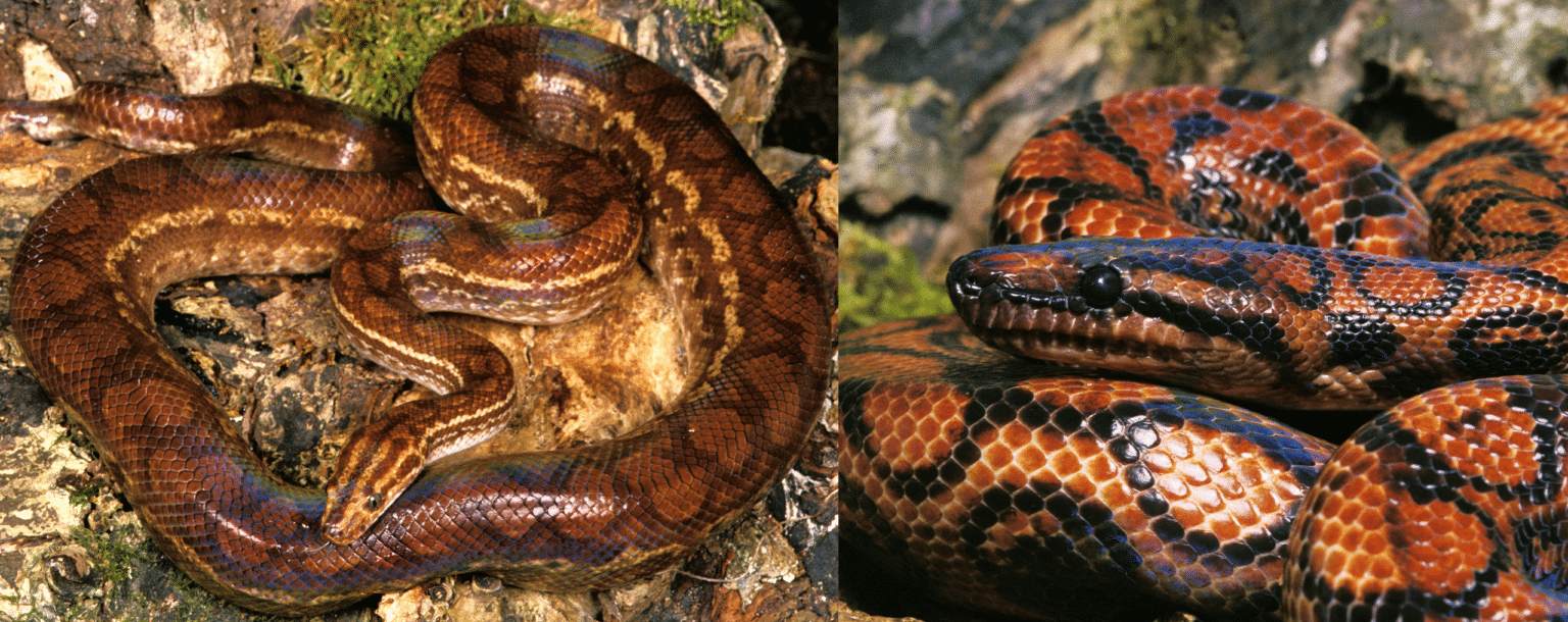 17 COMMON Snakes Found in Ecuador! (2025) - Bird Watching HQ