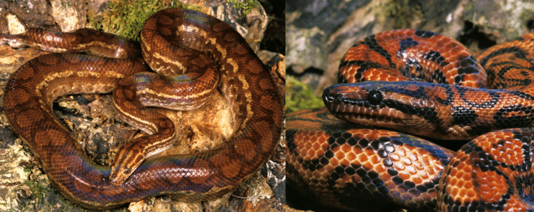 14 COMMON Snakes Found in Peru! (2023) - Bird Watching HQ