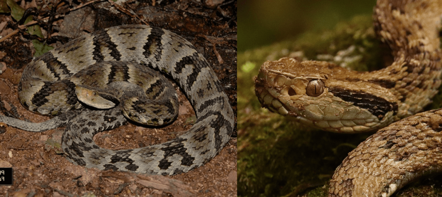 14 COMMON Snakes Found in Paraguay! (2025) - Bird Watching HQ