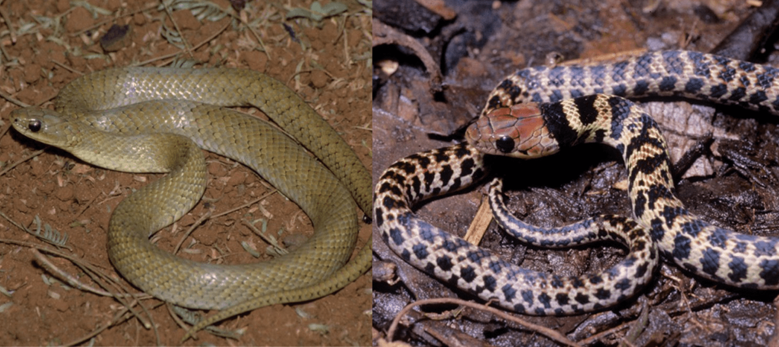 25 COMMON Snakes Found in Brazil! (2023) - Bird Watching HQ