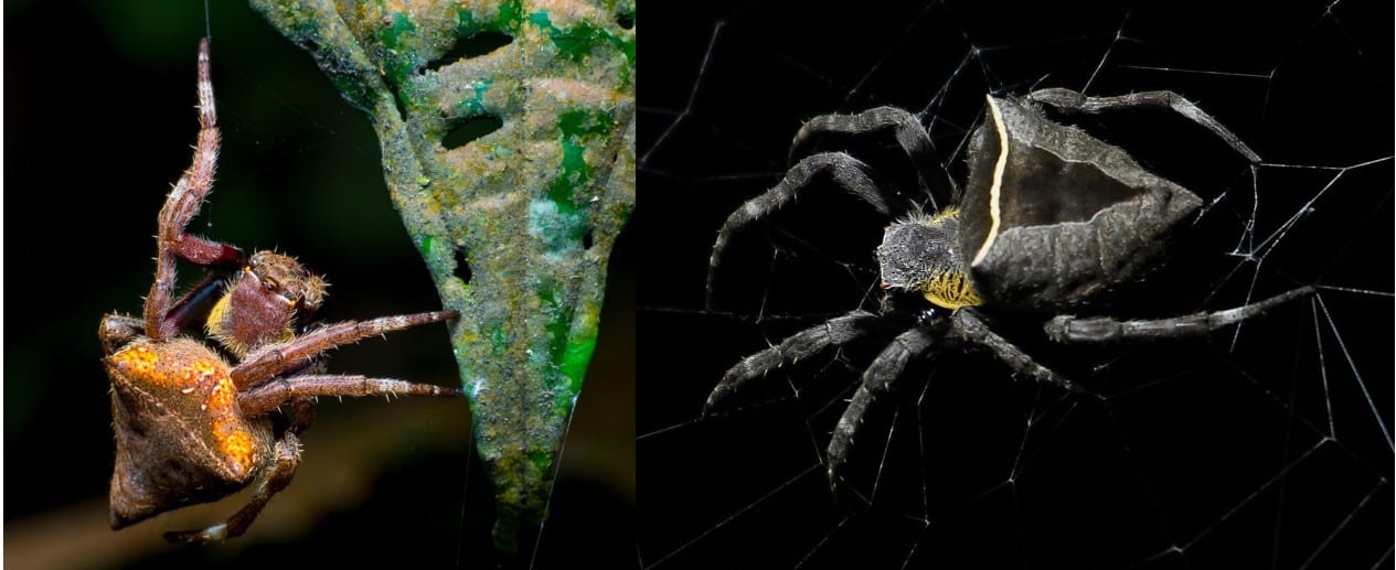 13 COMMON Spiders Found in the Philippines! (2025) - Bird Watching HQ