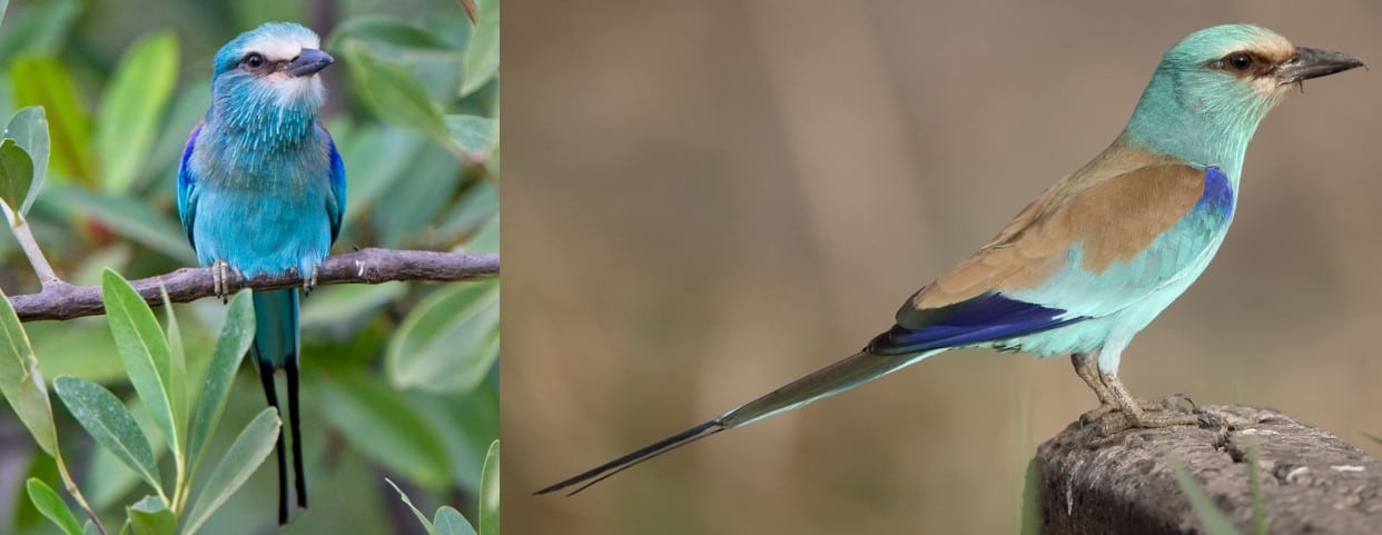 23 COMMON Birds Found in Nigeria! (2024) - Bird Watching HQ