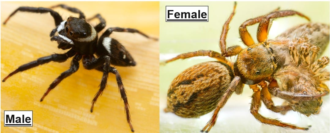 22 COMMON Spiders Found in Peru! (2025) - Bird Watching HQ