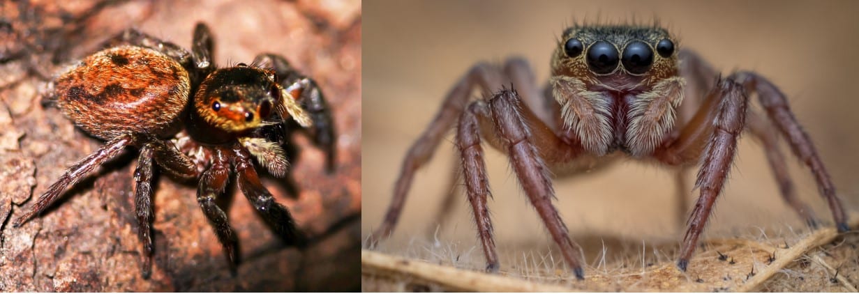 14 COMMON Spiders Found in Myanmar! (2025) - Bird Watching HQ