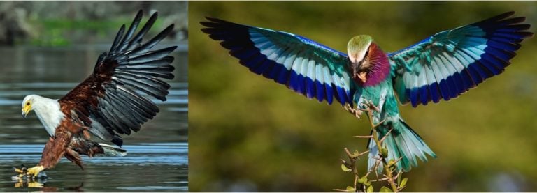 25 COMMON Birds Found in Namibia! (2023) - Bird Watching HQ