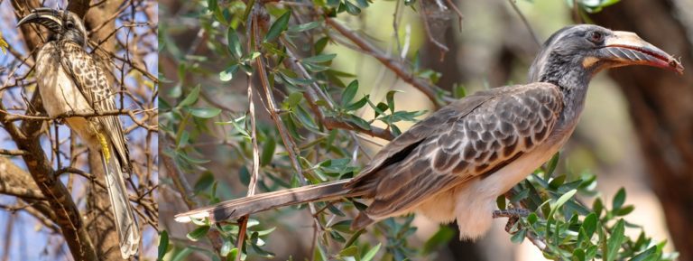 25 COMMON Birds Found in Zimbabwe! (2023) - Bird Watching HQ