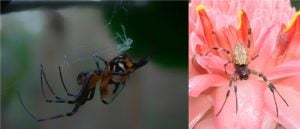 24 COMMON Spiders Found in Africa! (2023) - Bird Watching HQ