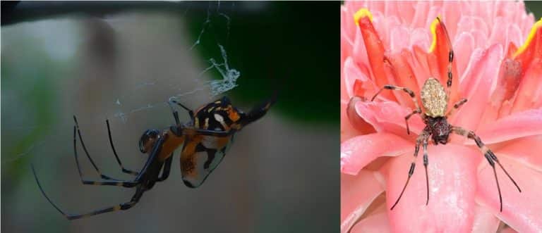 20 COMMON Spiders Found in South Africa! (2025) - Bird Watching HQ