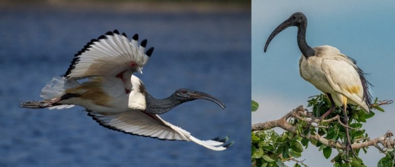 21 COMMON Birds Found in Ghana! (2024) - Bird Watching HQ