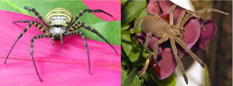 8 COMMON Spiders Found in Libya! (2025) - Bird Watching HQ