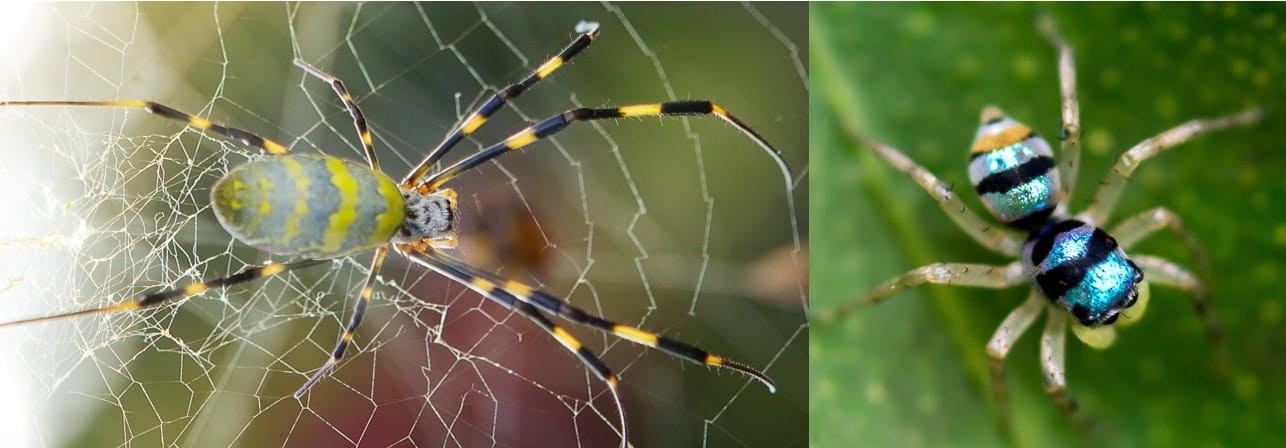 13 COMMON Spiders Found in the Philippines! (2025) - Bird Watching HQ
