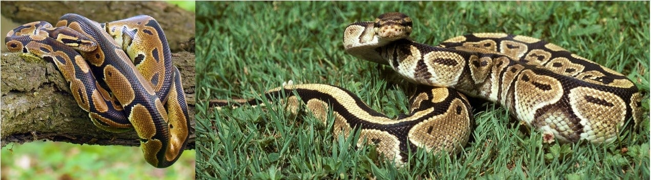 7 COMMON Snakes Found in Benin! (2025) - Bird Watching HQ