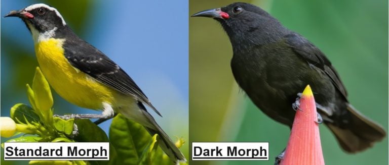 14 Types of BIRDS Found on the Virgin Islands! (COMMON) - Bird Watching HQ