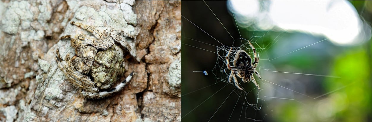 5 COMMON Spiders Found in Ghana! (2025) - Bird Watching HQ