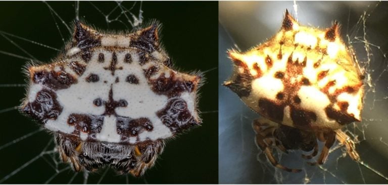 18 COMMON Spiders Found in Indonesia! (2025) - Bird Watching HQ