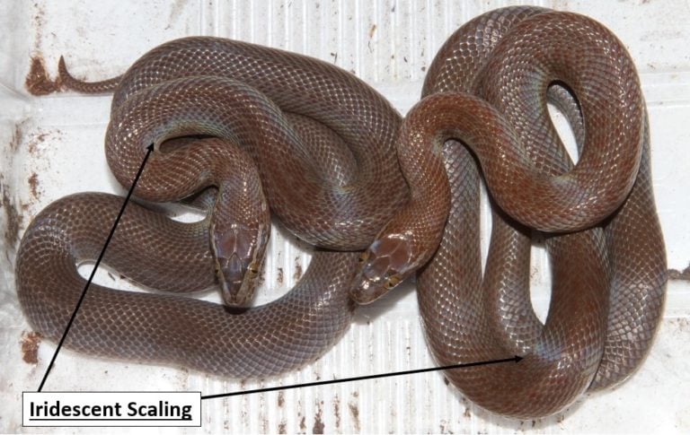 13 COMMON Snakes Found in Namibia! (2025) - Bird Watching HQ