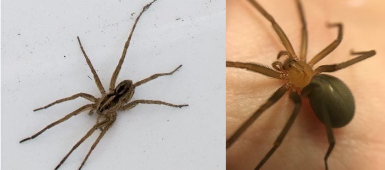 17 COMMON Spiders Found in Chile! (2025) - Bird Watching HQ