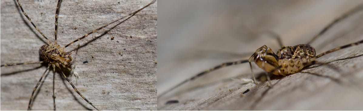 26 COMMON Spiders Found in Brazil! (2023) - Bird Watching HQ