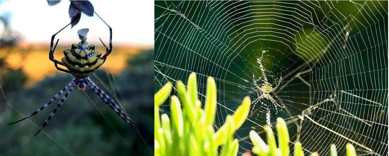 15 COMMON Spiders Found in Tanzania! (2025) - Bird Watching HQ