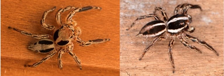 13 COMMON Spiders Found in the Philippines! (2025) - Bird Watching HQ