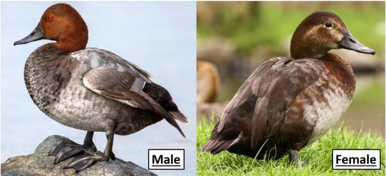 27 Types of DUCKS That Live in Europe! (2023) - Bird Watching HQ