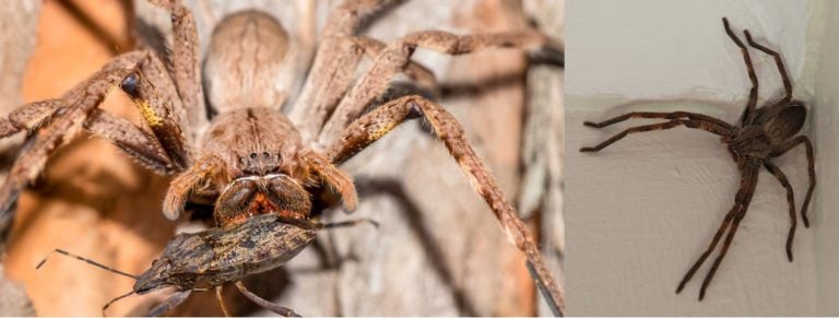 20 COMMON Spiders Found in South Africa! (2025) - Bird Watching HQ