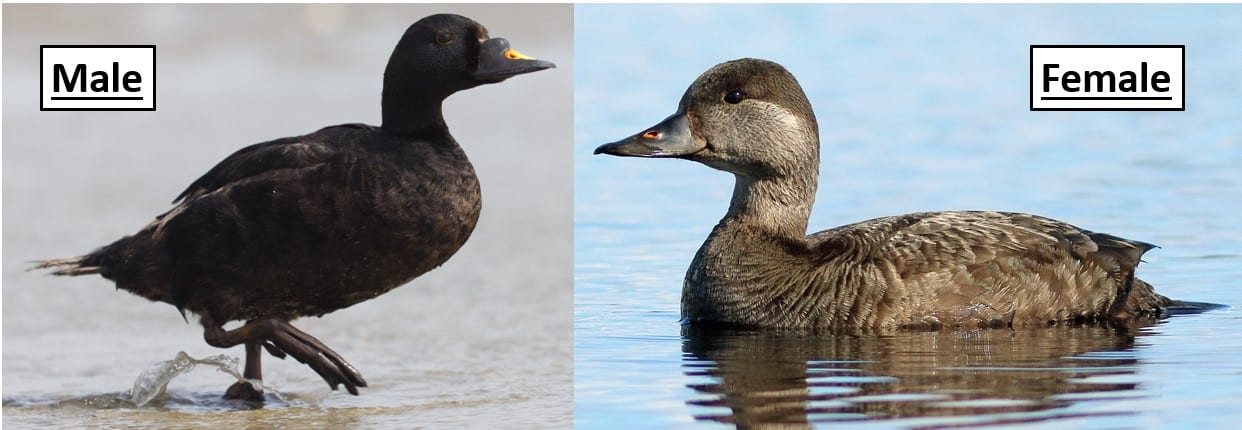 26 Types of DUCKS That Live in France! (2023) - Bird Watching HQ