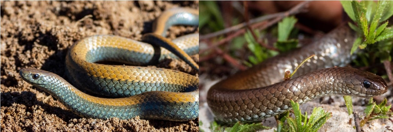 16 COMMON Snakes Found in South Africa! (2024) - Bird Watching HQ