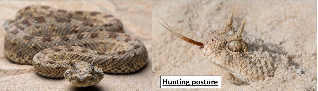 13 COMMON Snakes Found in Israel! (2024) - Bird Watching HQ