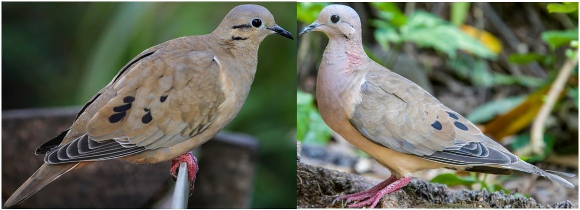 30 COMMON Birds Found in Brazil! (2023) - Bird Watching HQ