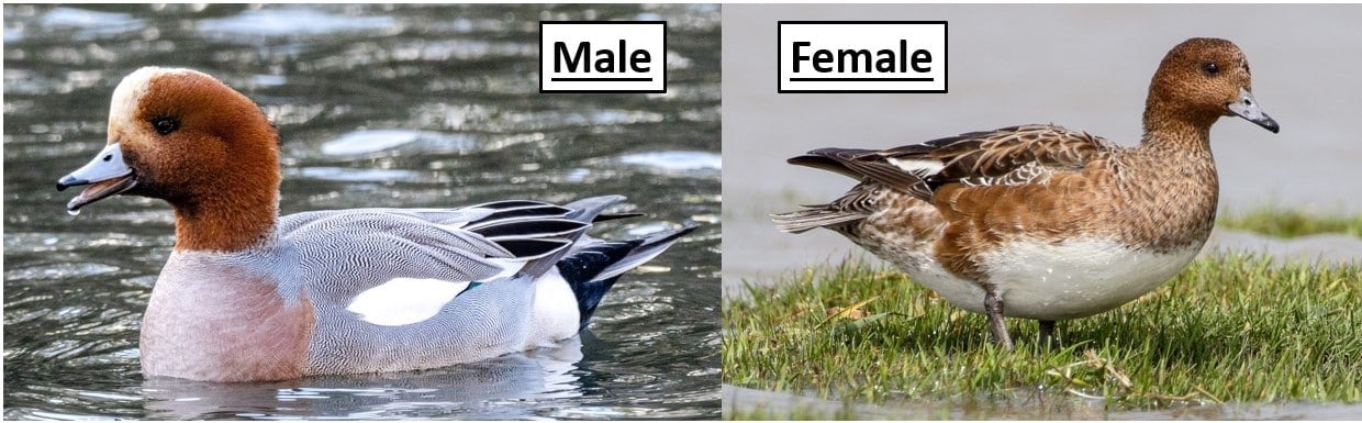 27 Types of DUCKS That Live in Europe! (2023) - Bird Watching HQ