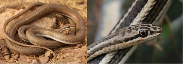 5 COMMON Types of Snakes Found in Western Sahara! (2023) - Bird Watching HQ