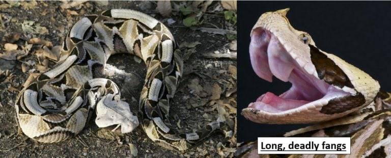 16 Types of VENOMOUS Snakes in South Africa! (2023) - Bird Watching HQ