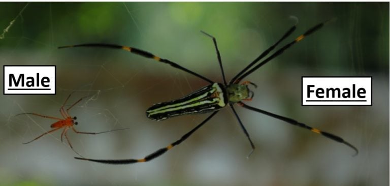 14 COMMON Spiders Found in Japan! (2025) - Bird Watching HQ