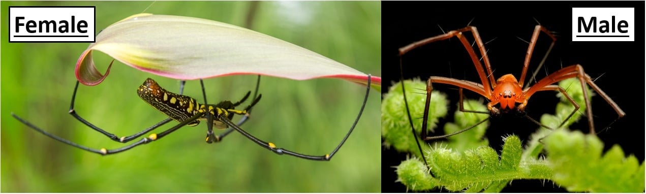 21 COMMON Spiders Found in China! (2025) - Bird Watching HQ