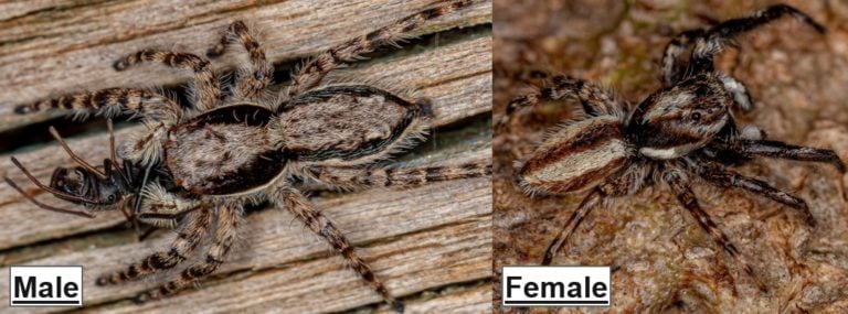 22 COMMON Spiders Found in Peru! (2025) - Bird Watching HQ