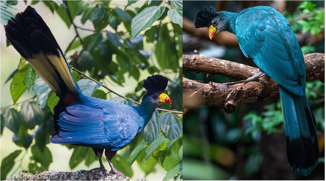 23 COMMON Birds Found in Nigeria! (2024) - Bird Watching HQ