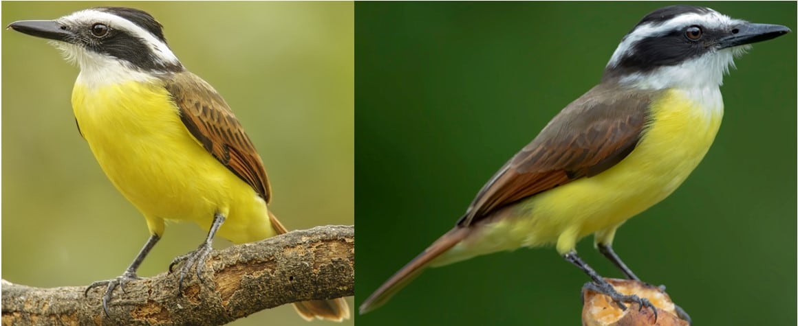 25 COMMON Birds Found in Argentina! (2023) - Bird Watching HQ