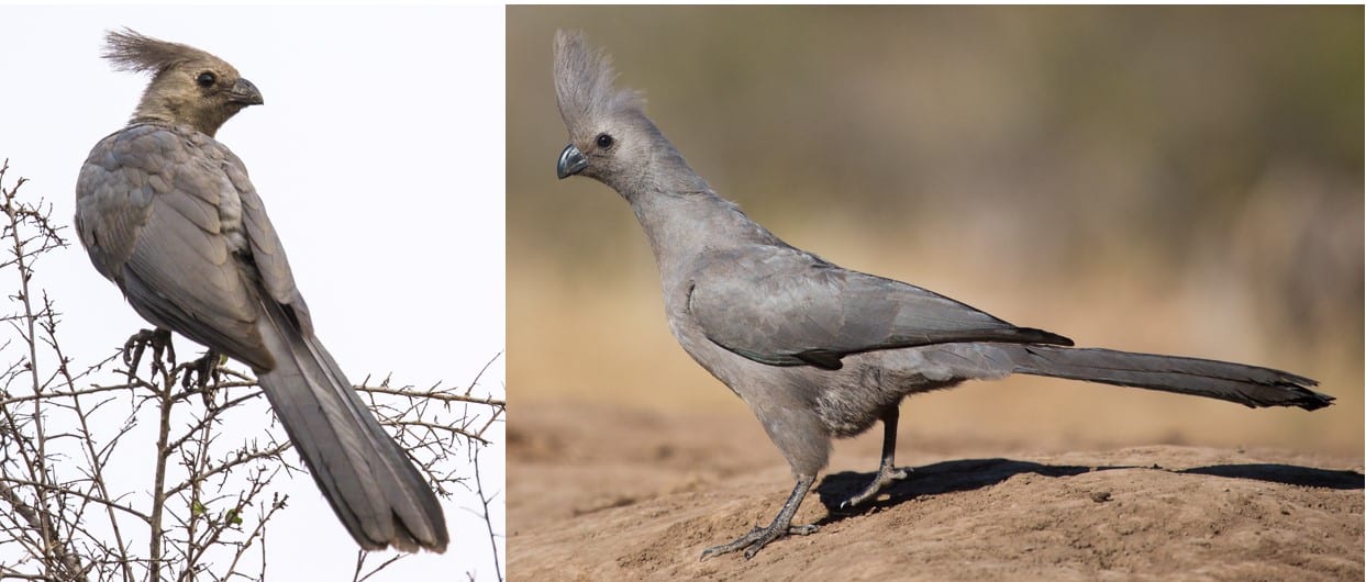 25 COMMON Birds Found in Botswana! (2024) - Bird Watching HQ