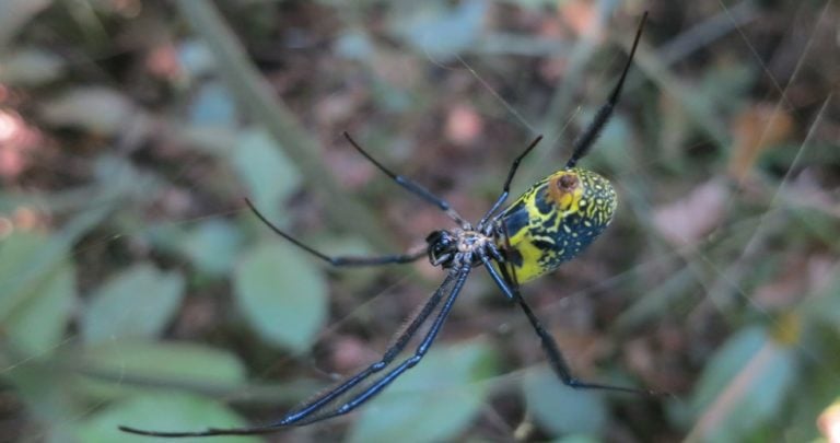 20 COMMON Spiders Found in South Africa! (2024) - Bird Watching HQ