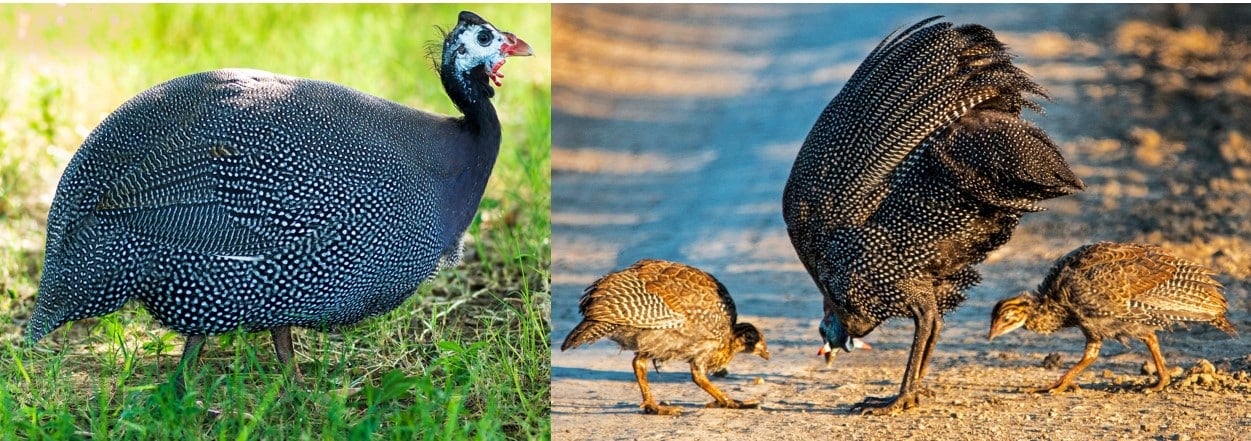 31 COMMON Birds Found in Africa! (2023) - Bird Watching HQ