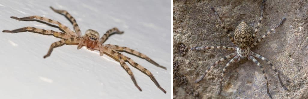 18 COMMON SPIDERS Found in Israel! (2025) - Bird Watching HQ