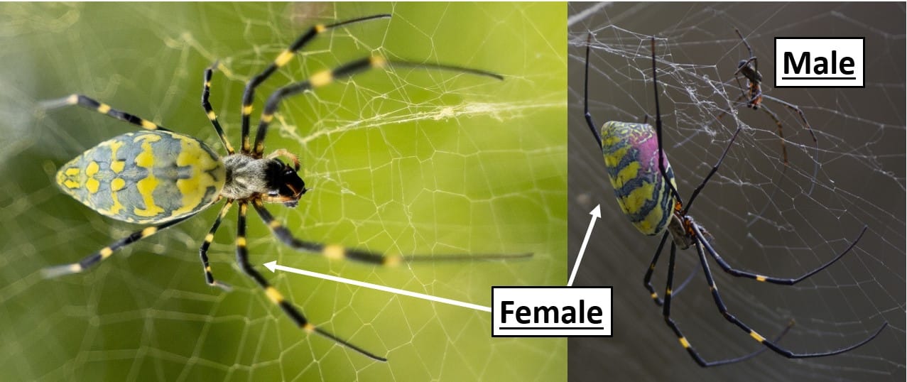 14 COMMON Spiders Found in Japan! (2025) - Bird Watching HQ