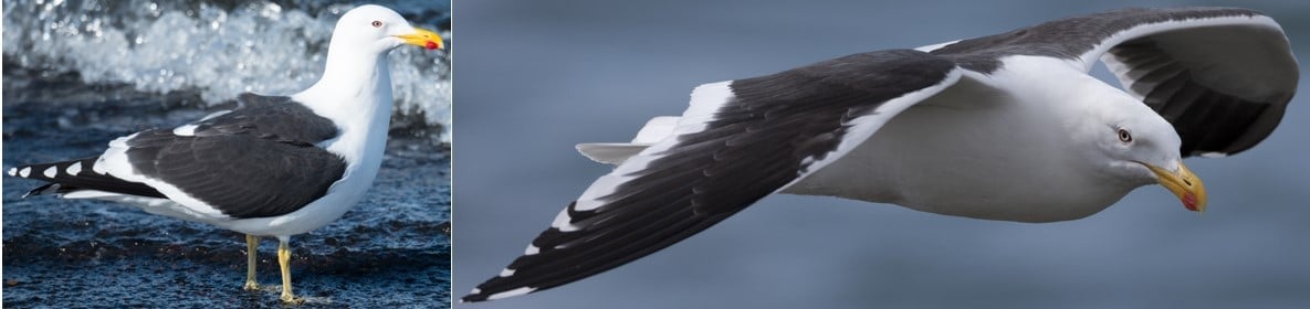 18 COMMON Birds Found in Chile! (2025) - Bird Watching HQ