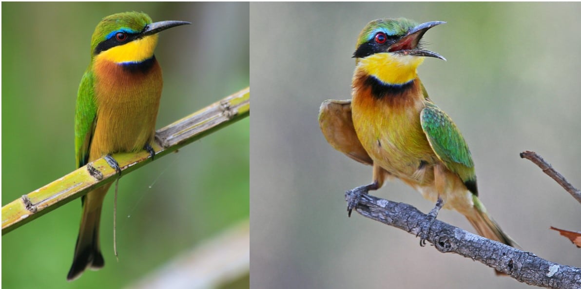 14 COMMON Birds Found in the Congo! (2024) - Bird Watching HQ